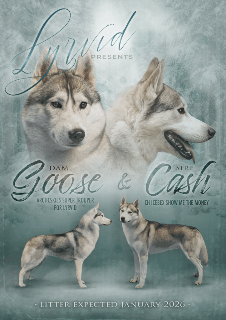 Goose x Cash 2026 Litter | Siberian Husky Puppies | Lyrvid Siberians